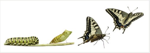 Van rups naar vlinder